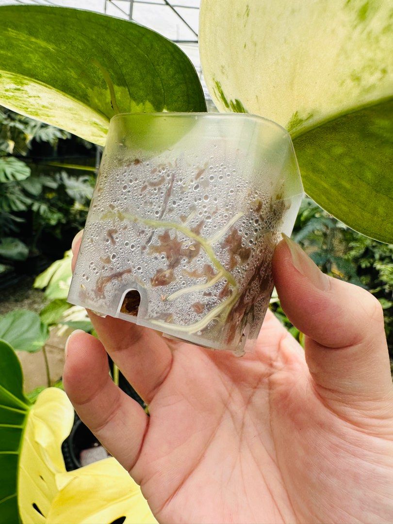 Scindapsus Pictus Mangurai Variegated, Furniture & Home Living ...