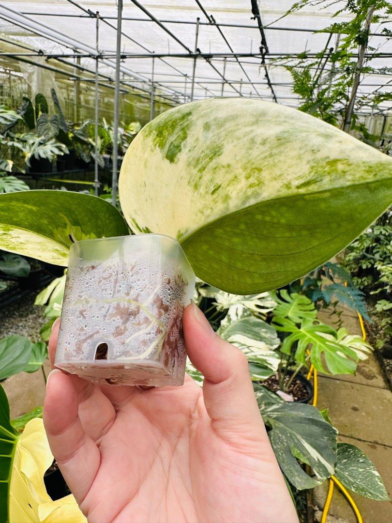 Scindapsus Pictus Mangurai Variegated, Furniture & Home Living ...