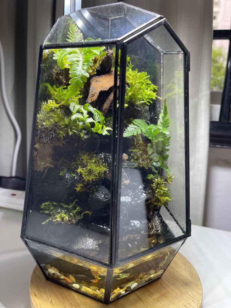 Self assembled tropical rainforest terrarium with waterfall system ...