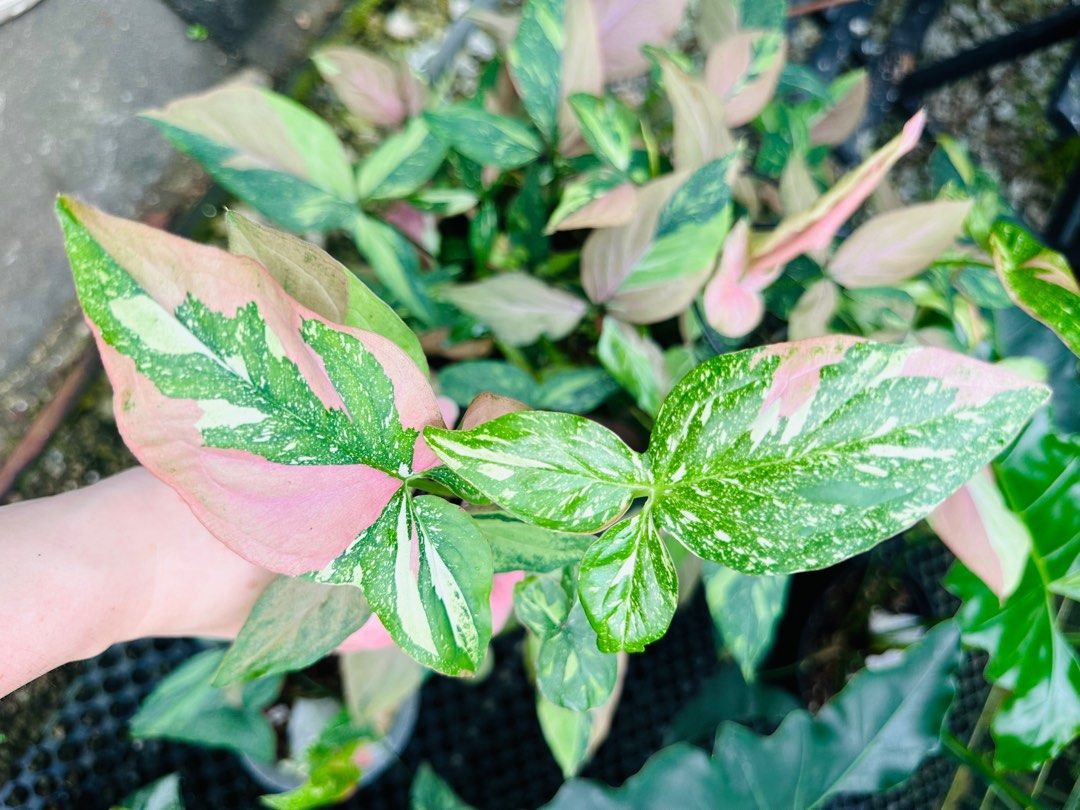 Syngonium Red Spot Tricolor, Furniture & Home Living, Gardening, Plants ...
