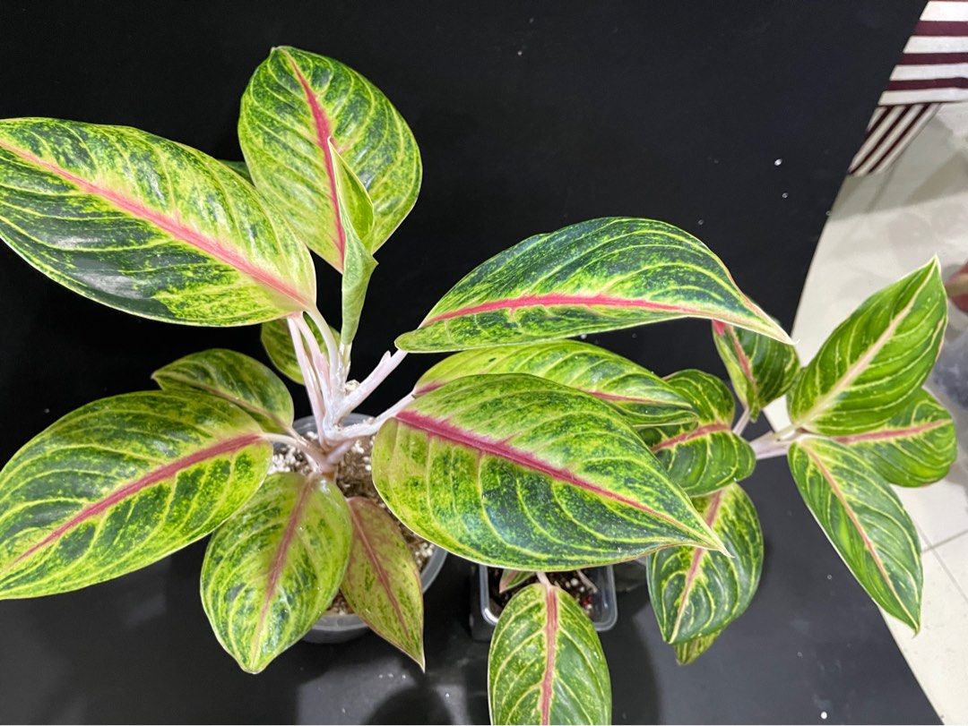 Aglaonema Golden Siam pokok induk besar.., Furniture & Home Living ...