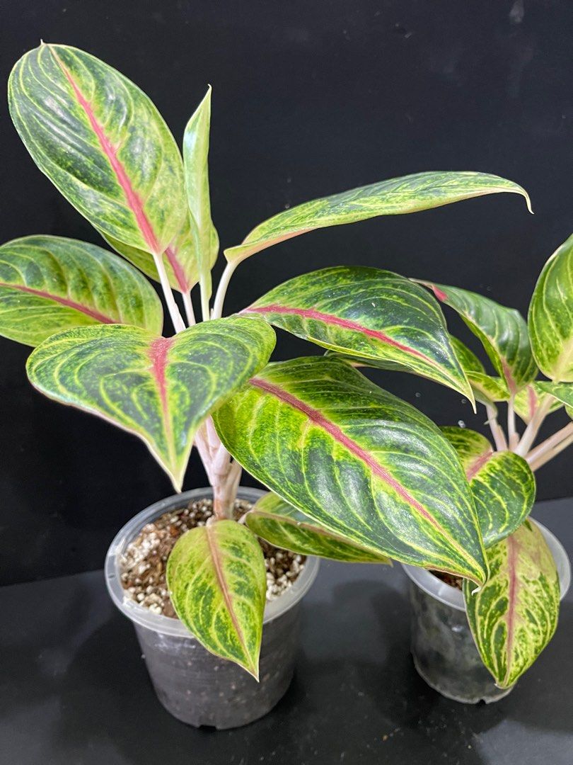 Aglaonema Golden Siam pokok induk besar.., Furniture & Home Living ...