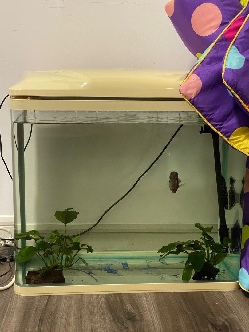 All In One Fish Tank, Pet Supplies, Homes & Other Pet Accessories on ...
