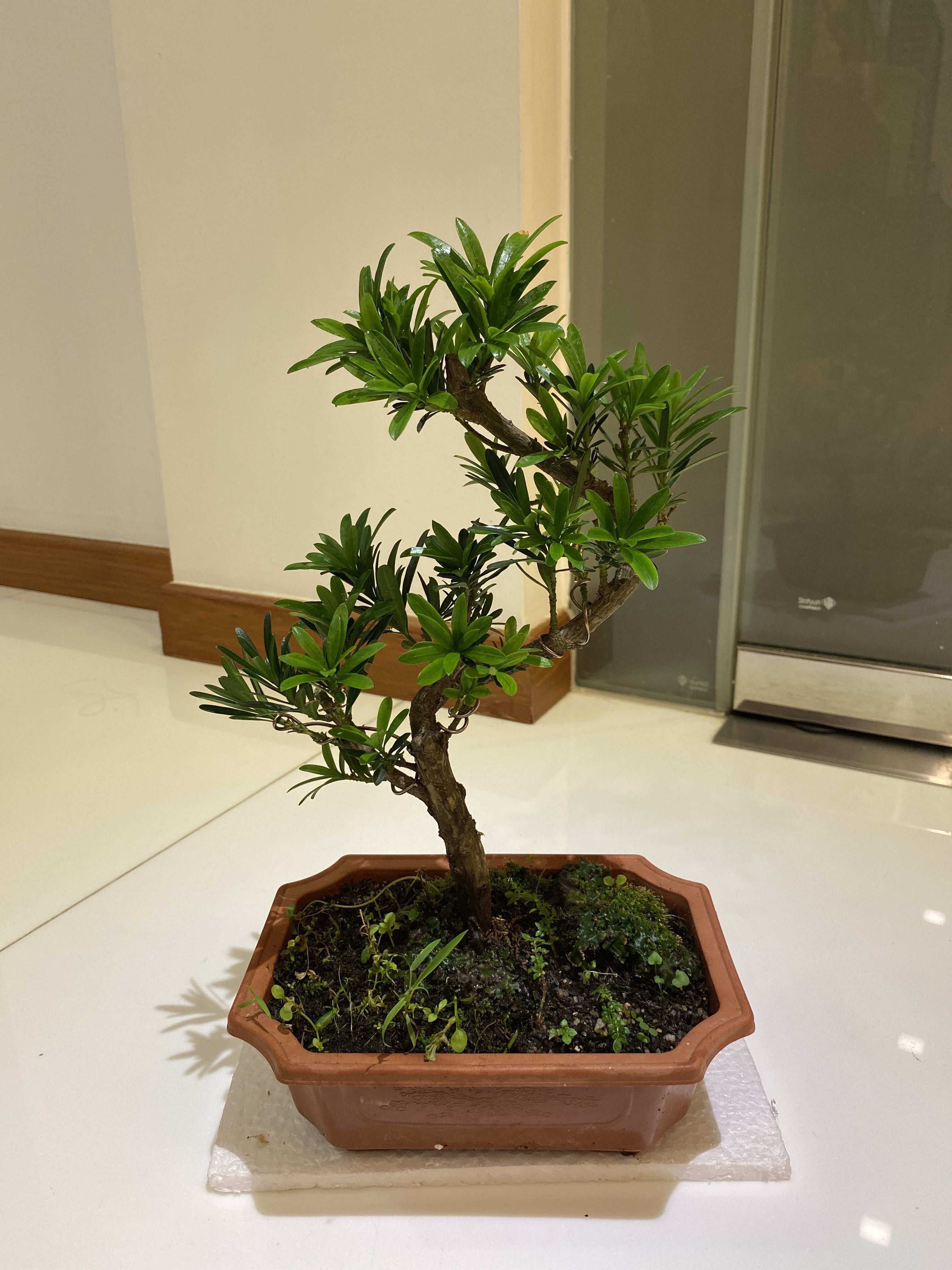 Bonsai Lou Han Song, Furniture & Home Living, Gardening, Plants & Seeds ...