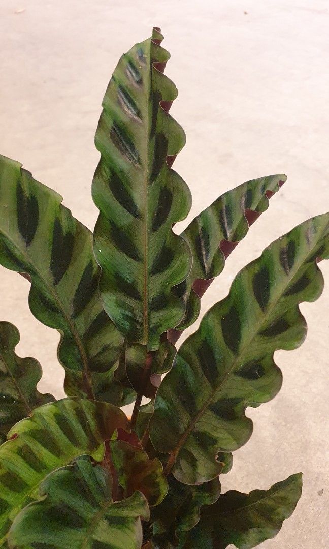 Calathea Gandersii (15cm pot), Furniture & Home Living, Gardening ...