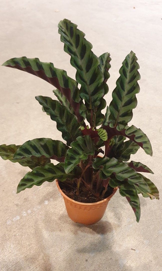 Calathea Gandersii (15cm pot), Furniture & Home Living, Gardening ...