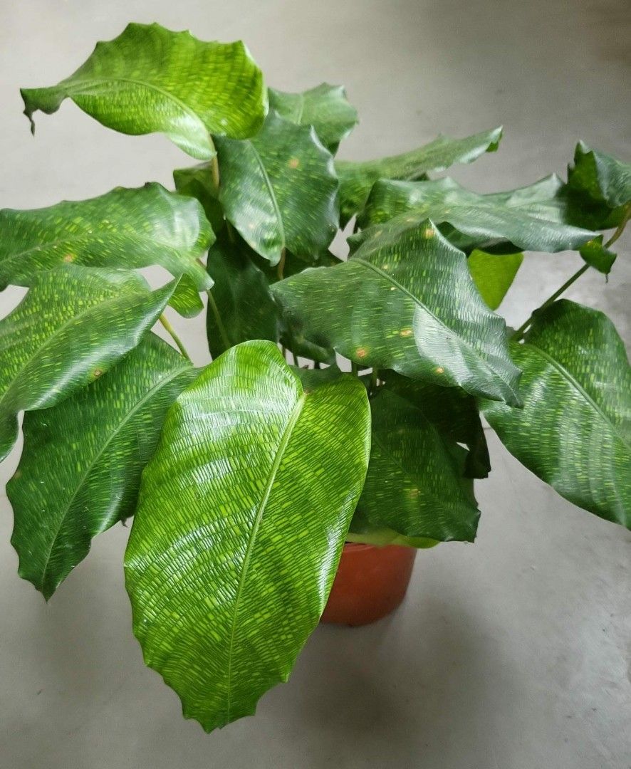 Calathea Musaica Fishnet Plant Network Plant Prayer plant Bushy Healthy ...