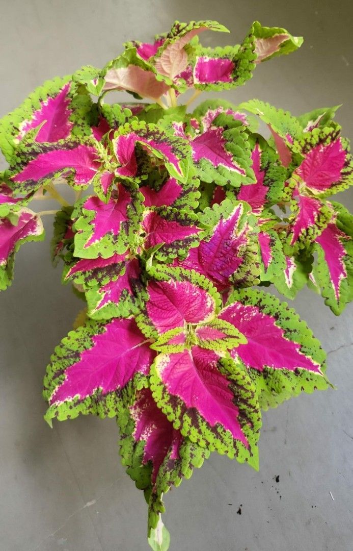 Celous Super Pink Variegated Bushy Healthy Happy Plant, Furniture ...