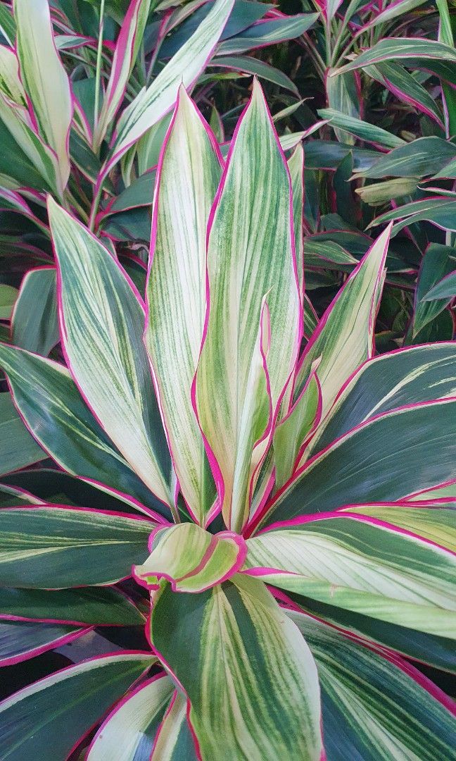 Cordyline Baby Ti 4ft (31cm pot), Furniture & Home Living, Gardening ...