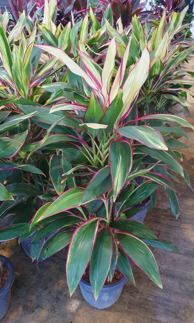 Cordyline Baby Ti 4ft (31cm pot), Furniture & Home Living, Gardening ...
