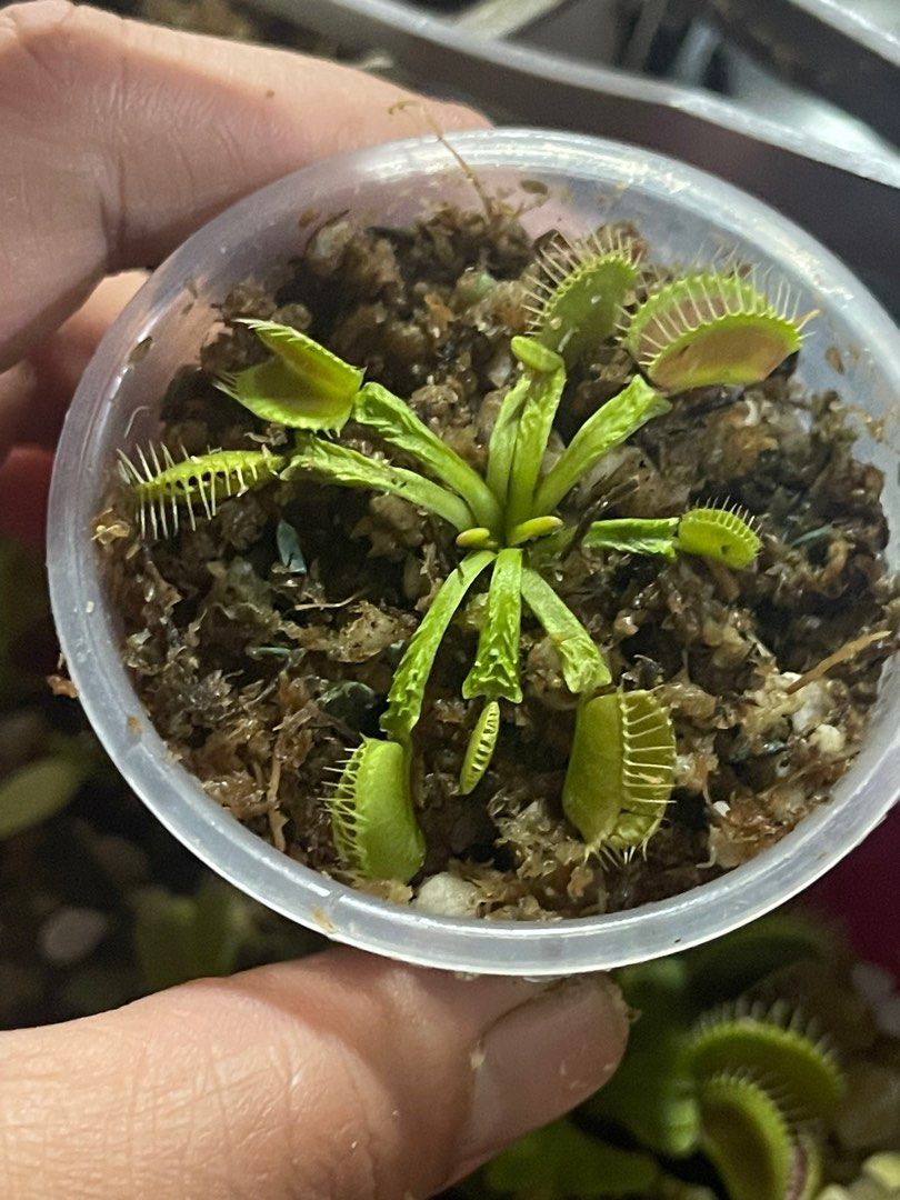 Venus Flytrap- DM (Dionaea Muscipula) Schuppenstiel, Furniture & Home ...