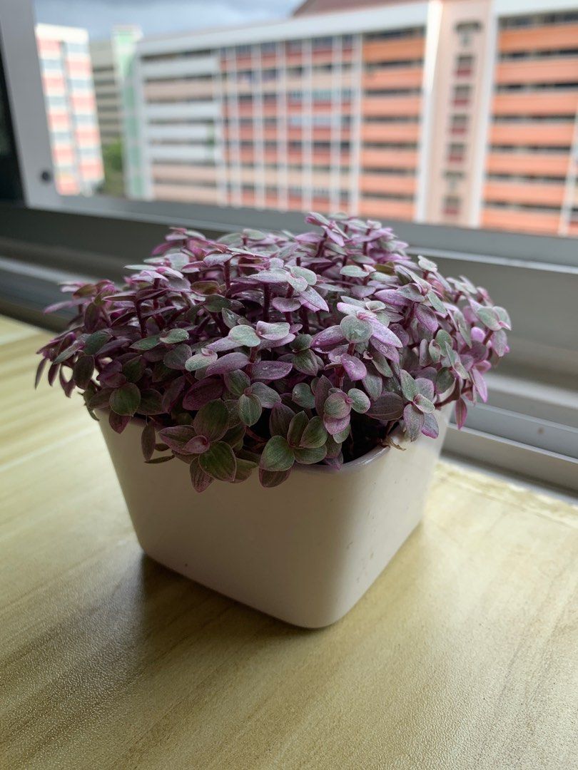 Lovely 'Pink Lady' Callisia Repens, Furniture & Home Living, Gardening ...