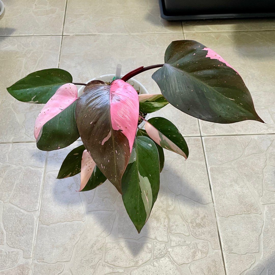 Philodendron Pink Princess Marble, Furniture & Home Living, Gardening ...