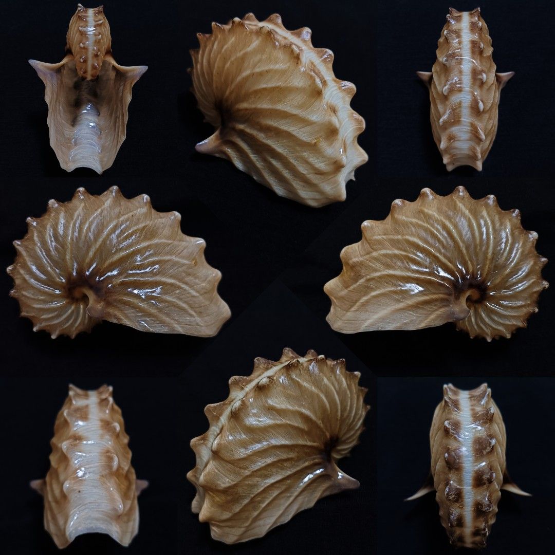 Seashell Argonauta hians gondola, Hobbies & Toys, Memorabilia ...