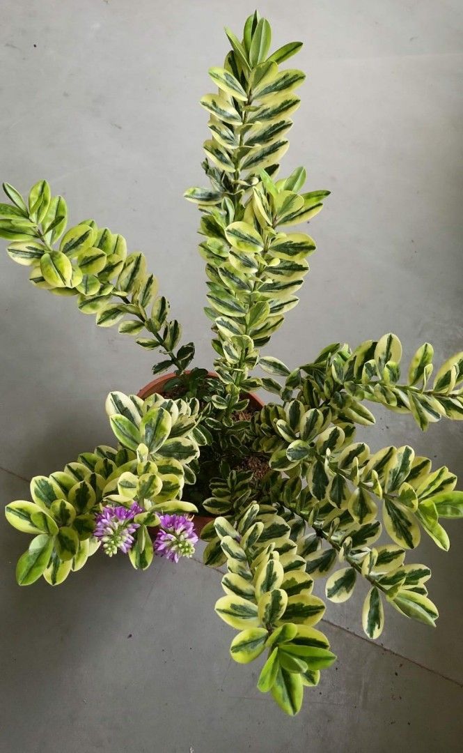 Veronica Franciscana Hedge Veronica Speed Shrub Speedwell Hebe Auera Gold Variegated Bushy ...