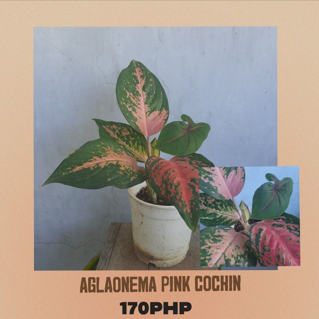 Aglaonema Pink Cochin on Carousell