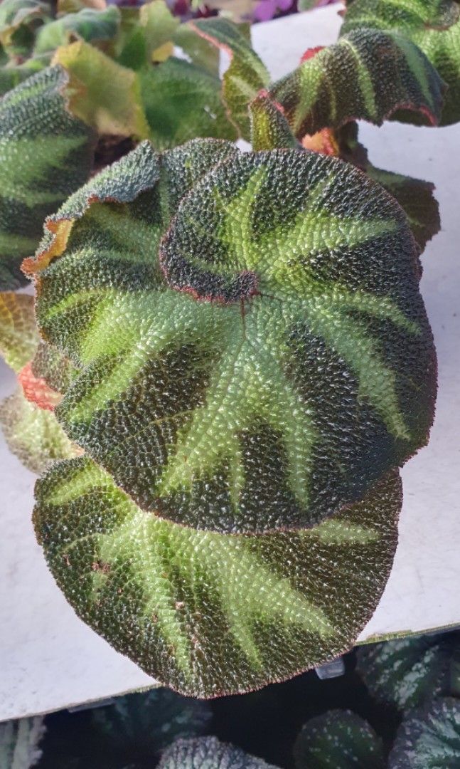 Begonia Soli Mutata (12cm pot), Furniture & Home Living, Gardening ...