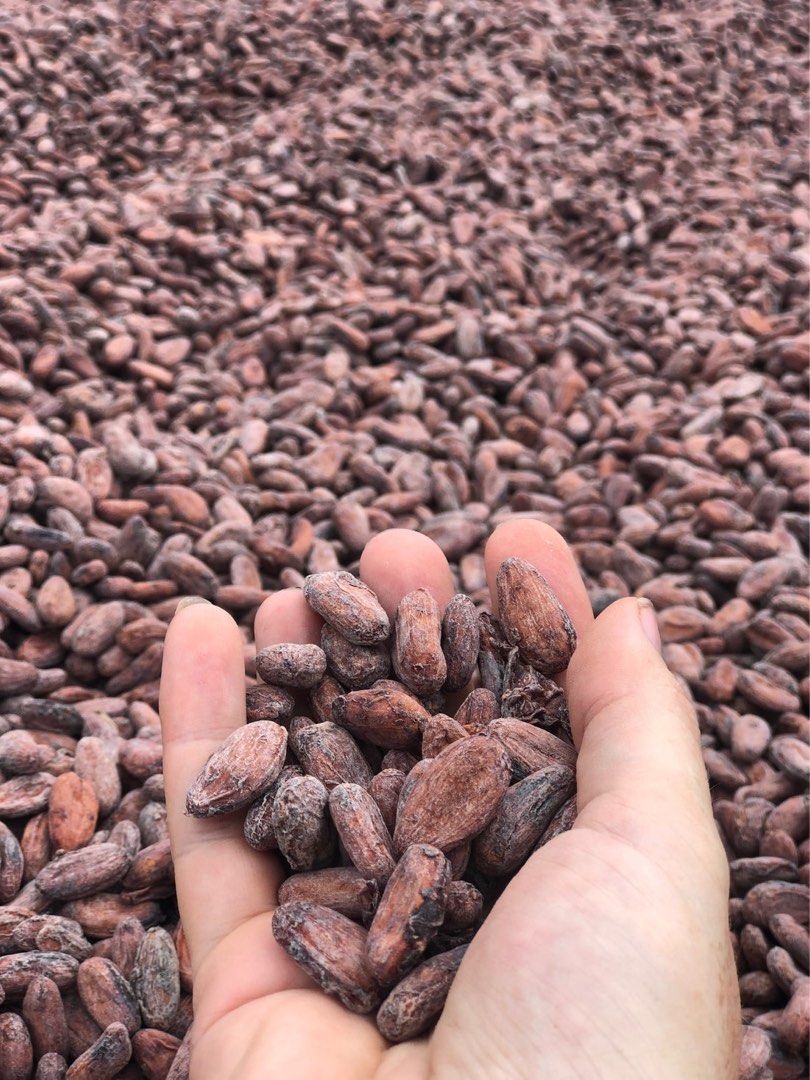 Cacao seeds, Food & Drinks, Fresh Produce on Carousell