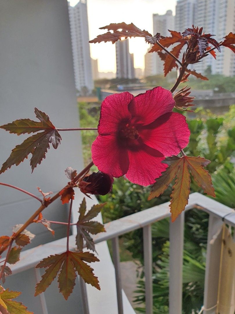 Craneberry Hibiscus, Furniture & Home Living, Gardening, Plants & Seeds ...