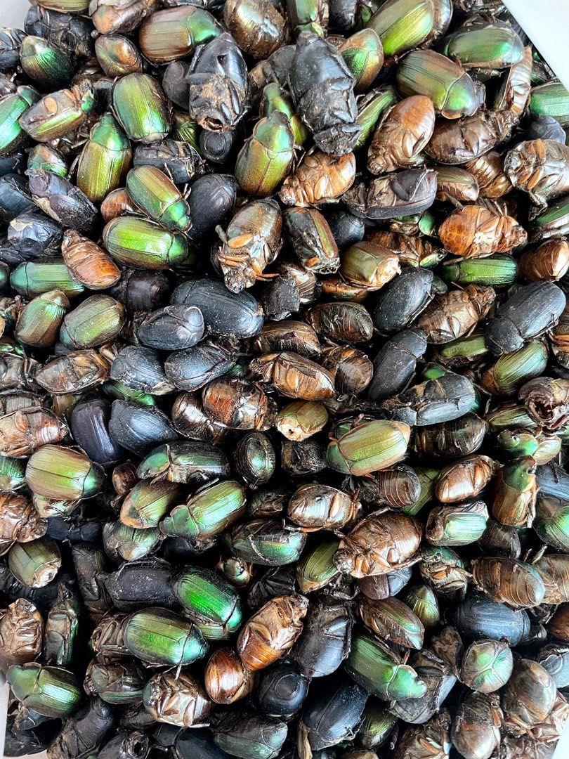 Dried Beetles: for birds, chickens, hamsters, ducks, quails, reptiles ...