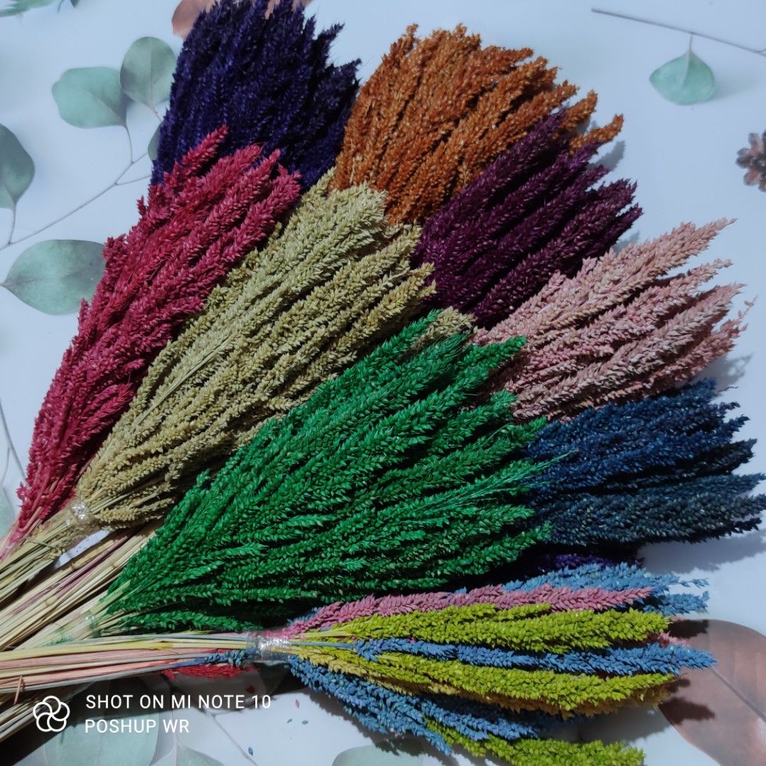 DRIED TRIGO / WHEAT GRASS - PoshUp* on Carousell