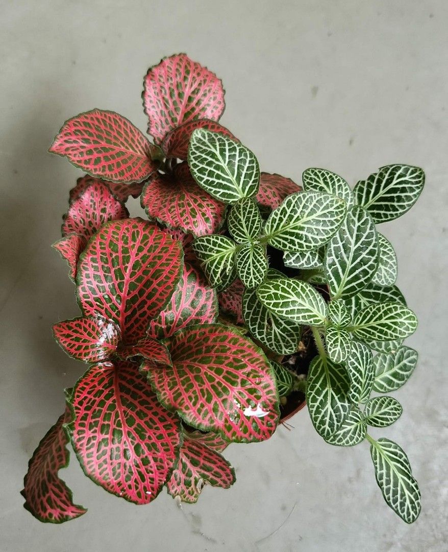 Fittonia albivenis nerve plant Mosaic silver threads Bushy Healthy ...