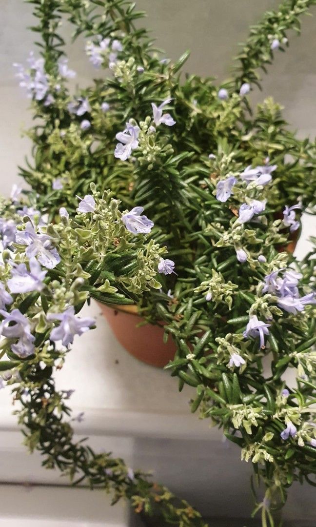 Healthy trailing rosemary plant with full of flowers, Furniture & Home ...
