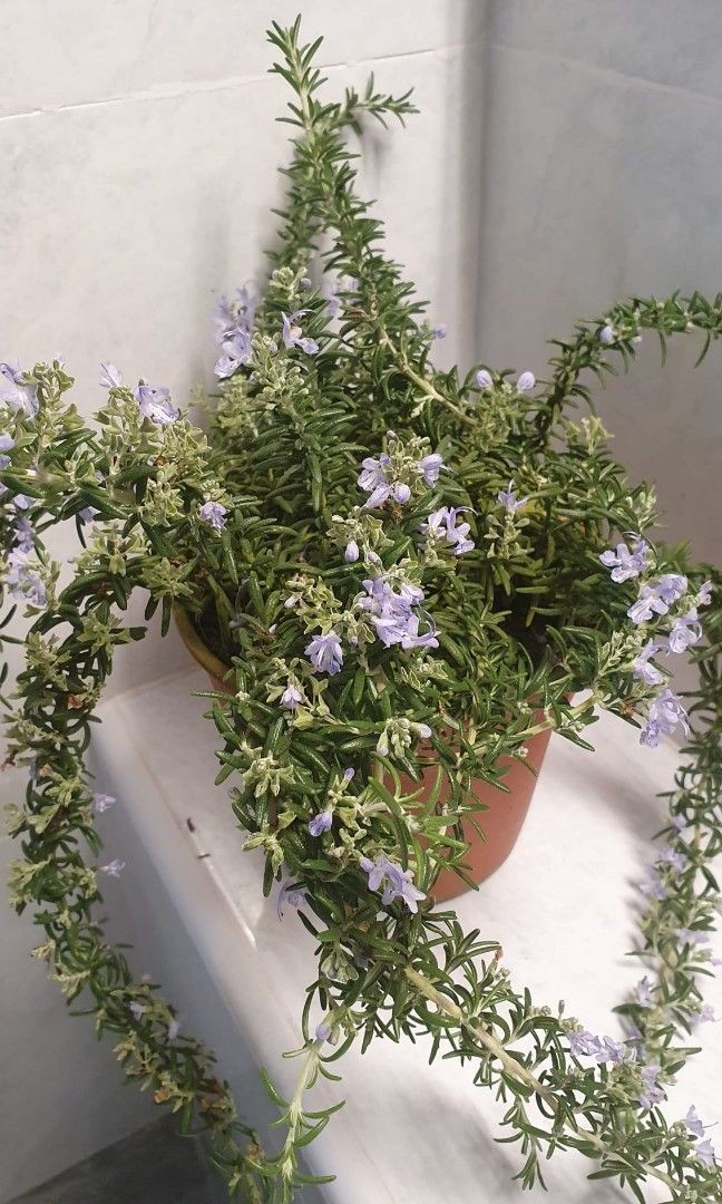 Healthy trailing rosemary plant with full of flowers, Furniture & Home ...