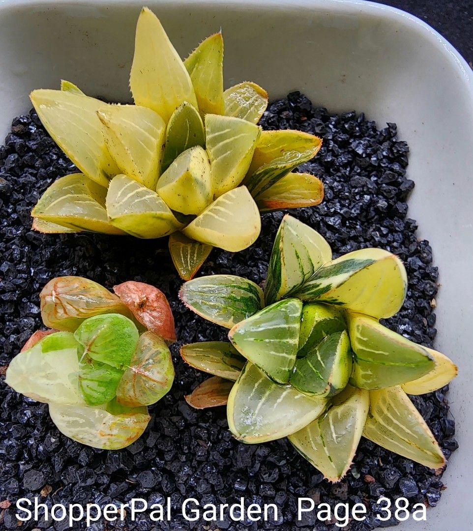 New Variegated haworthia plants colourful Haworthia plant succulents ...