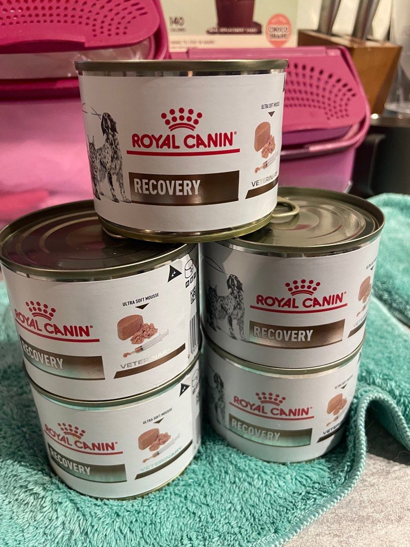 Royal canin recovery 5 cans, Pet Supplies, Pet Food on Carousell