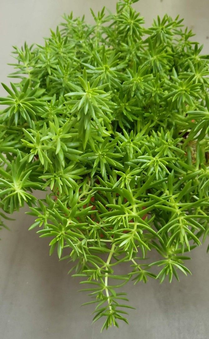 Sedum lineare Auera Golden Variegated Sea Urchin, Furniture & Home ...