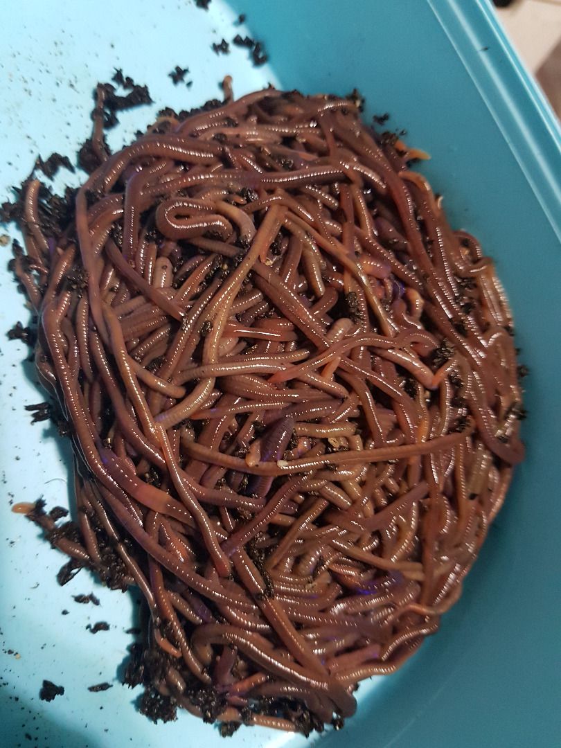 Vermicast/Vermicompost/Worm castings $6/kg or $45/10kg, Furniture ...