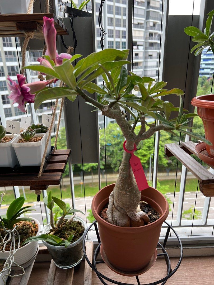 Adenium (Red Dragon), Furniture & Home Living, Gardening, Plants ...