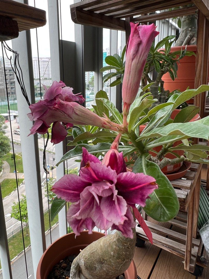 Adenium (Red Dragon), Furniture & Home Living, Gardening, Plants ...