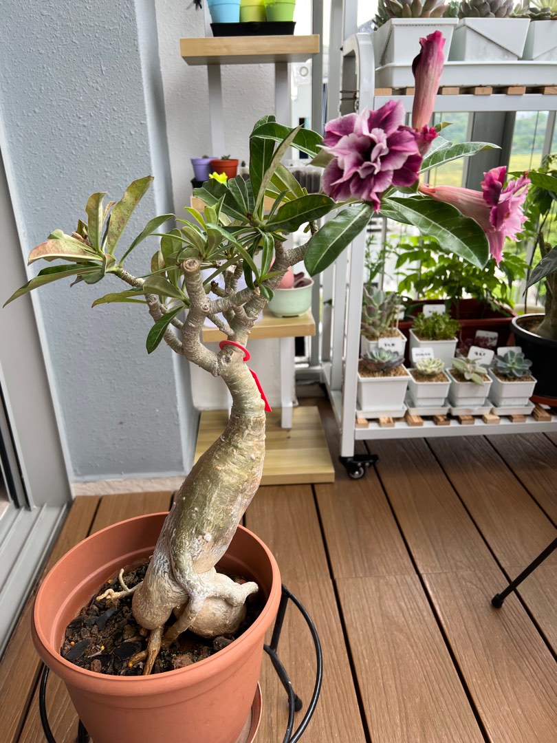 Adenium (Red Dragon), Furniture & Home Living, Gardening, Plants ...