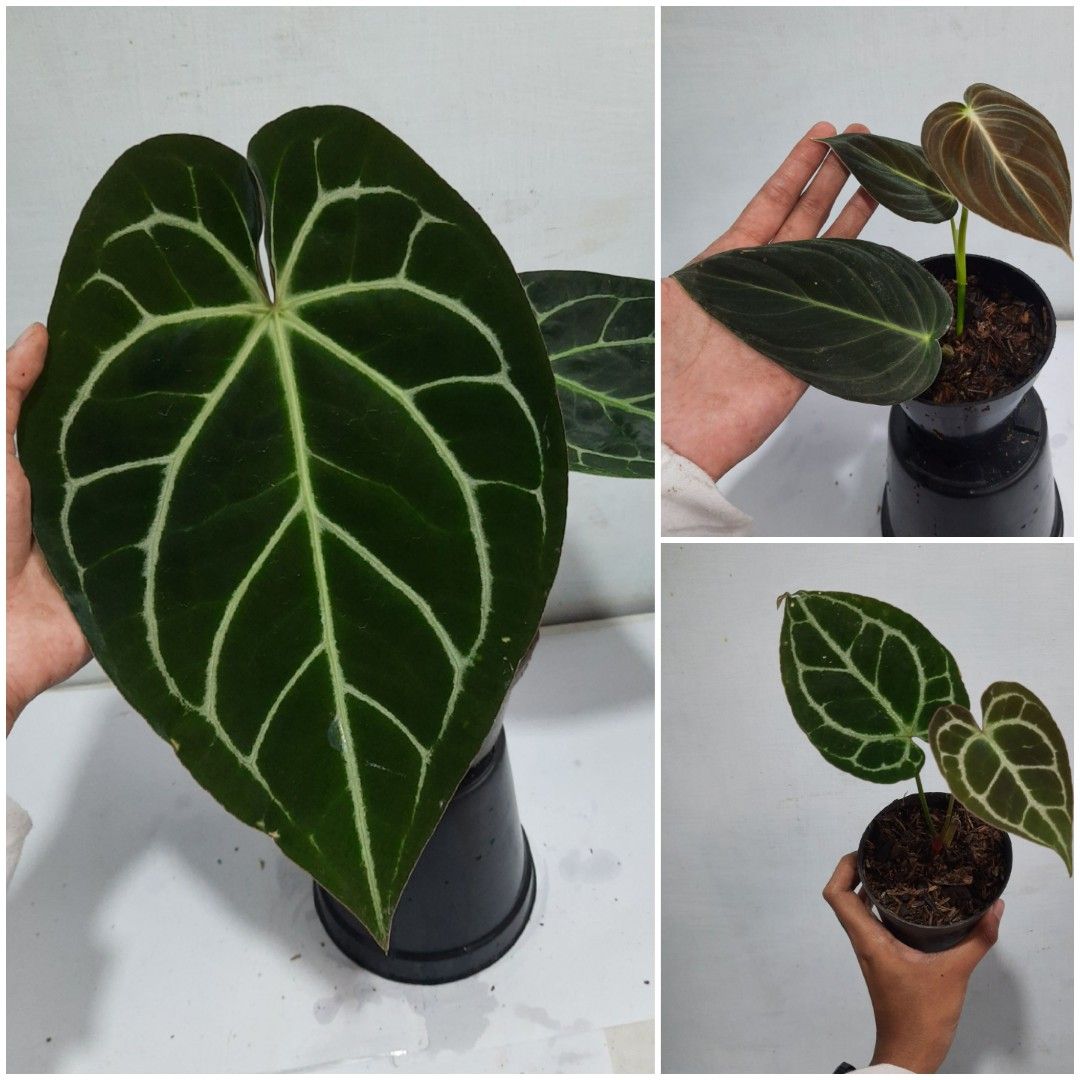 Anthurium Magnificum X, Anthurium Crystallinum, Philodendron ...