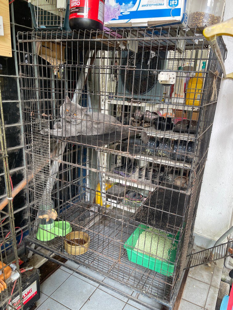 Cat cage / Sangkar kucing Besi, Pet Supplies, Homes & Other Pet ...