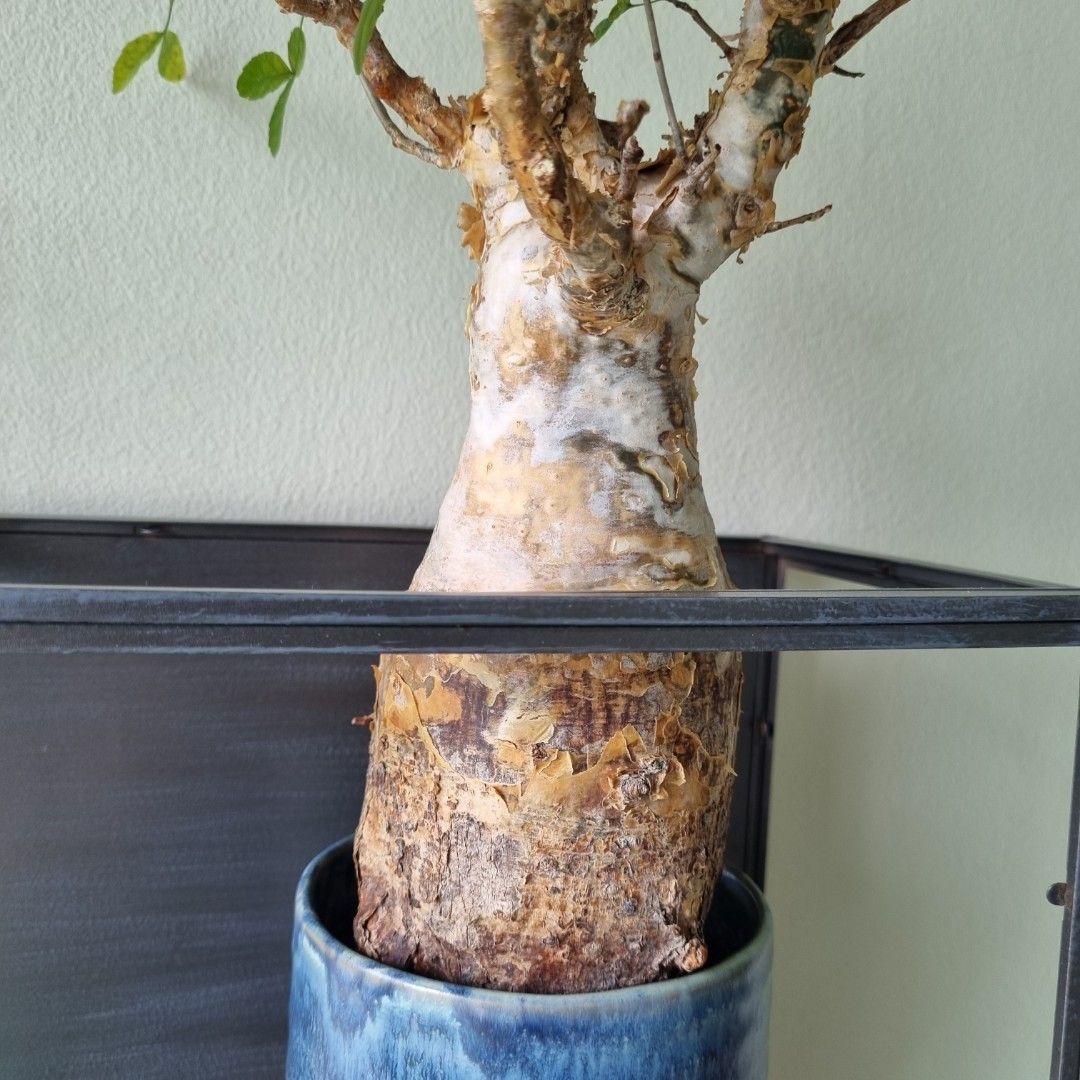 Commiphora Eminii, Furniture & Home Living, Gardening, Plants & Seeds ...
