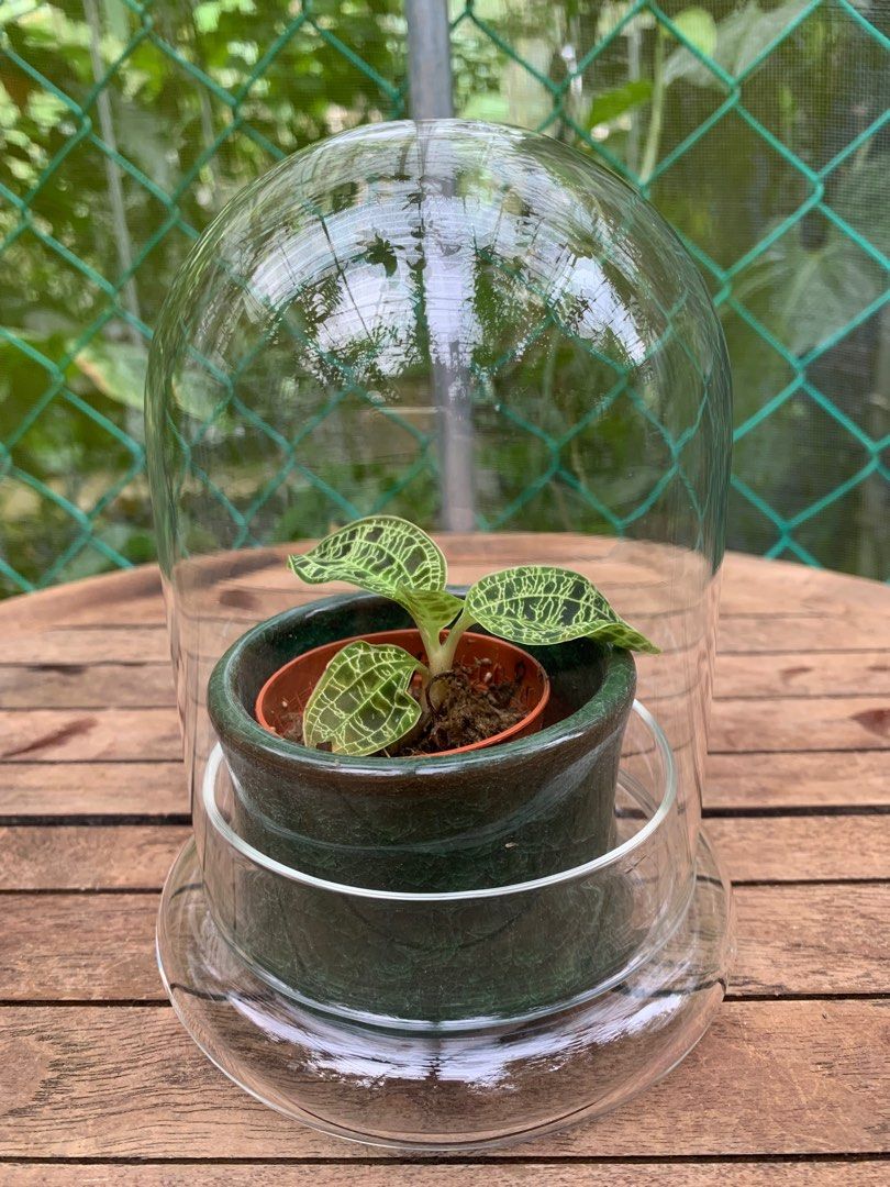 Dome Terrarium, Furniture & Home Living, Gardening, Pots & Planters on ...