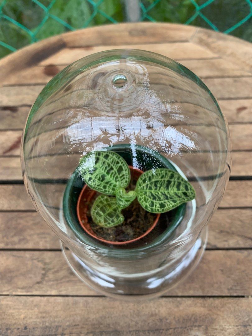 Dome Terrarium, Furniture & Home Living, Gardening, Pots & Planters on ...