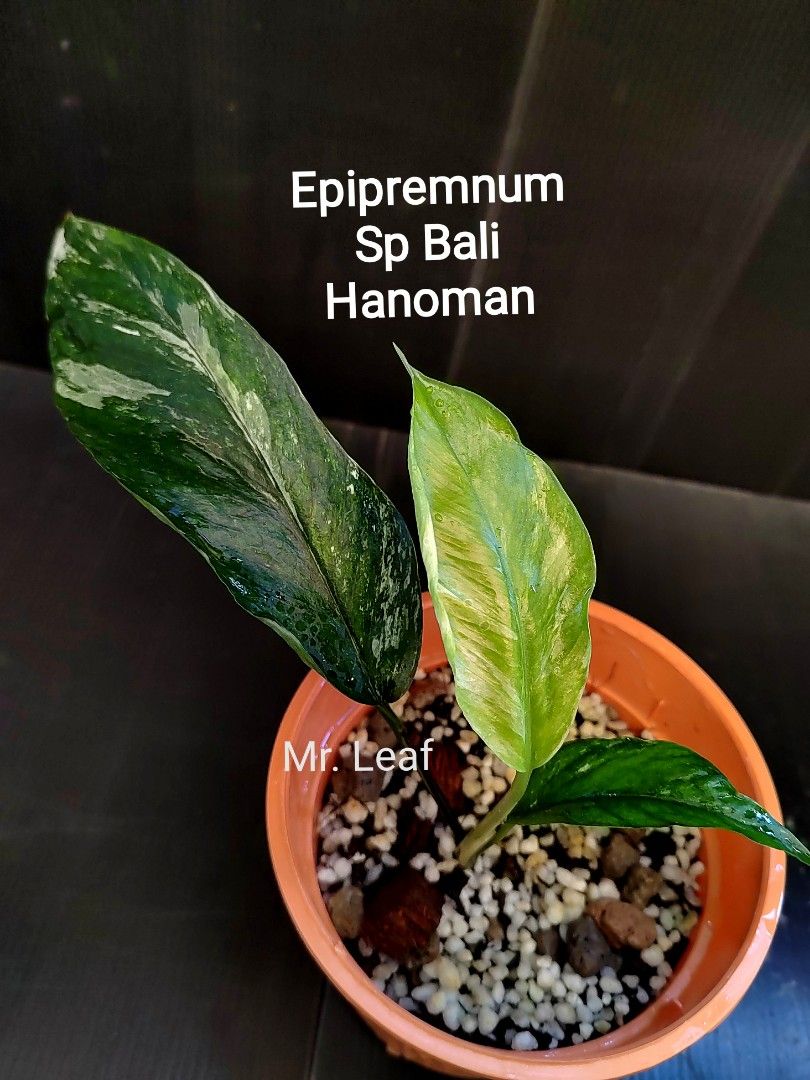 Epipremnum Sp Bali Hanoman, Furniture & Home Living, Gardening, Plants ...