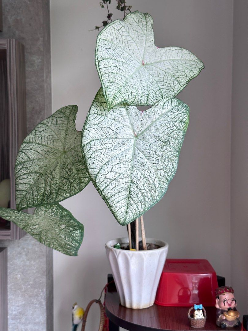 Established pot of Caladium Candidum Jr, Furniture & Home Living ...