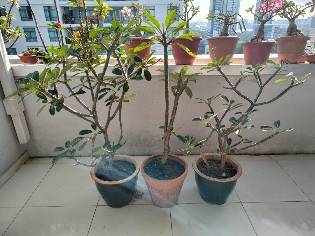 Frangipani (Plumeria). Tall, healthy. 3 sold together, Furniture & Home ...