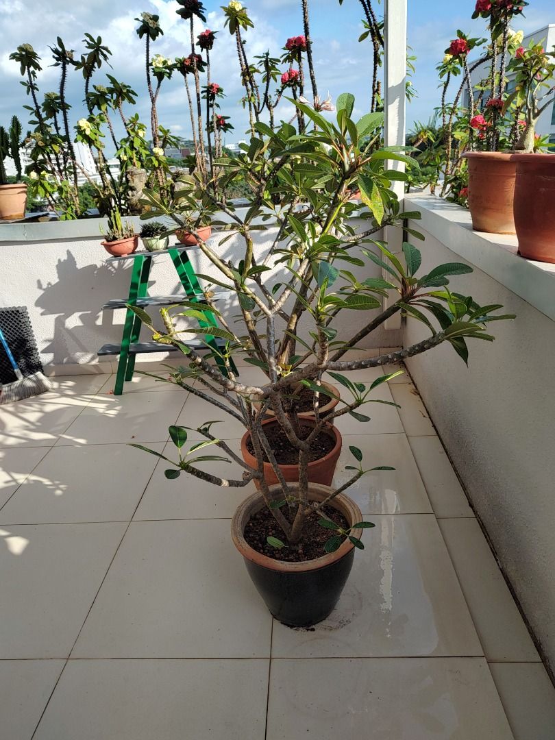 Frangipani (Plumeria). Tall, healthy. 3 sold together, Furniture & Home ...