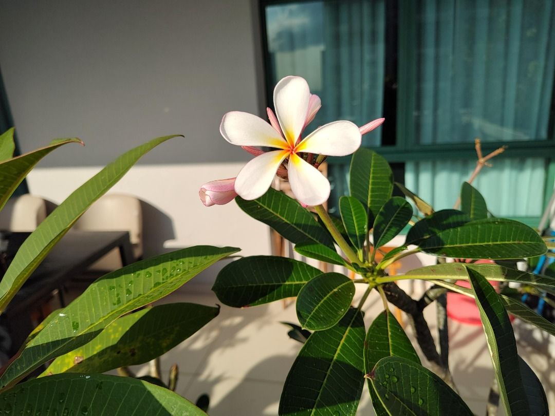Frangipani (Plumeria). Tall, healthy. 3 sold together, Furniture & Home ...