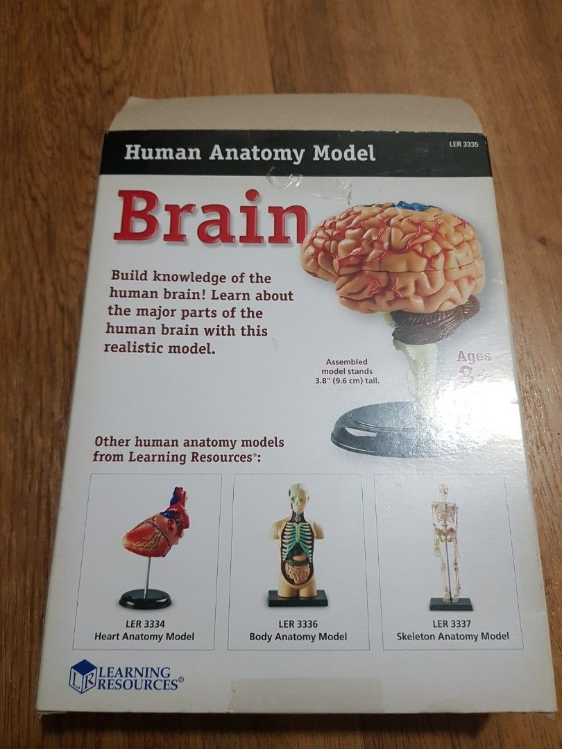 Human Brain Anatomy Model Figure 4D master learning resource, Hobbies ...