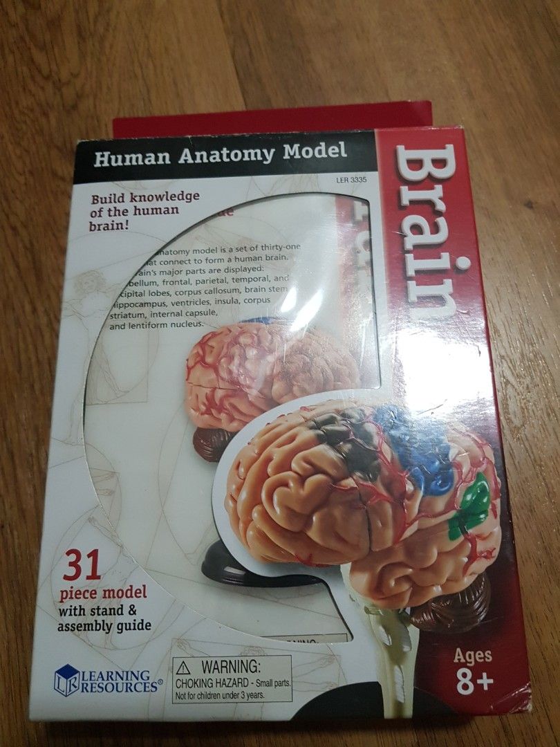 Human Brain Anatomy Model Figure 4D master learning resource, Hobbies ...