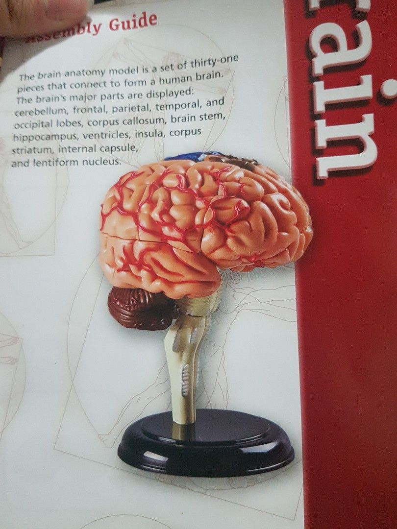 Human Brain Anatomy Model Figure 4D master learning resource, Hobbies ...