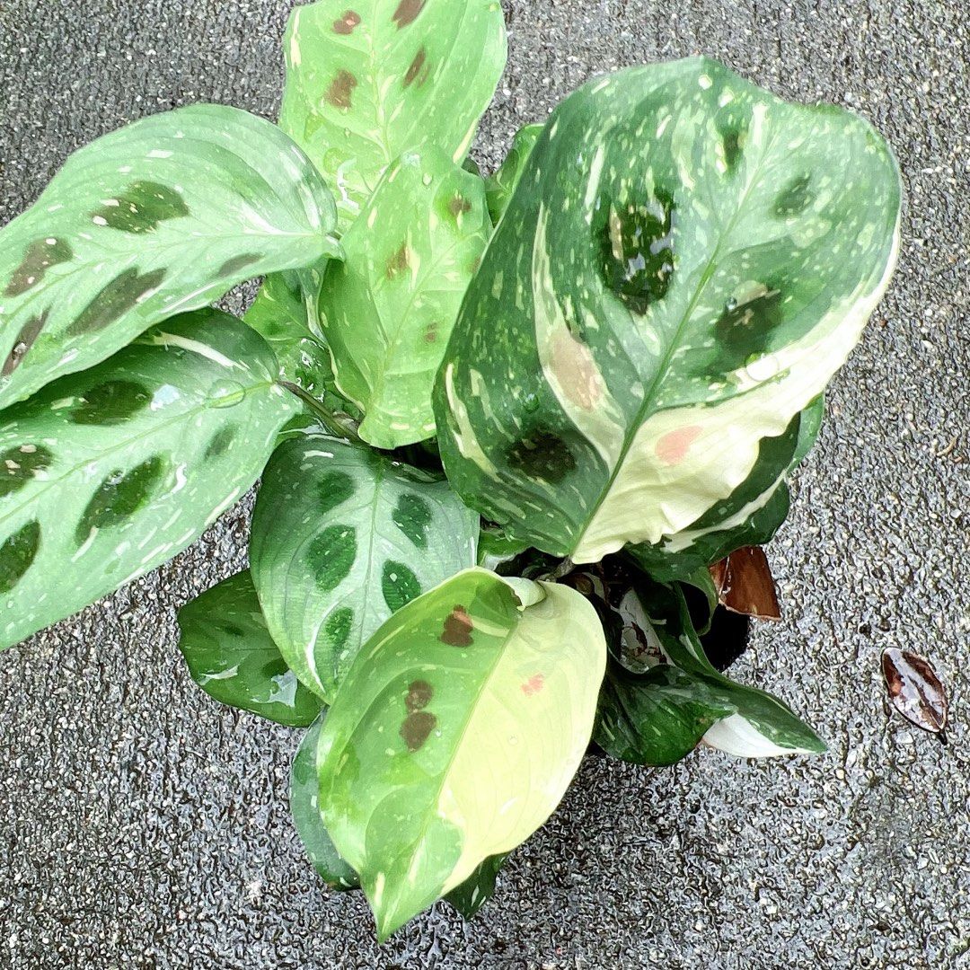 maranta leuconeura kerchoveana variegata, Furniture & Home Living ...