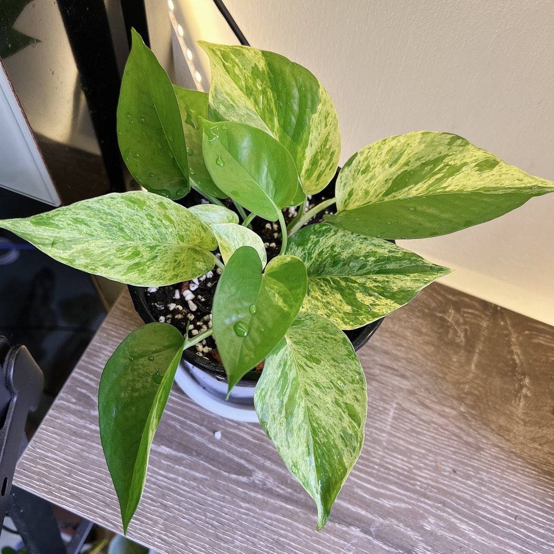 Marble Pothos plant, Furniture & Home Living, Gardening, Plants & Seeds ...